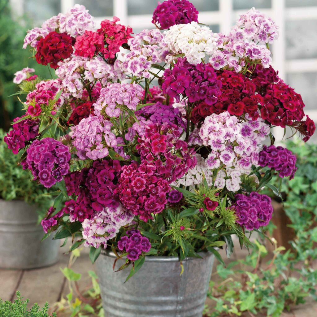5 Colorful Cool Weather Flowers for Your Garden - Gardener's Toolkit ...