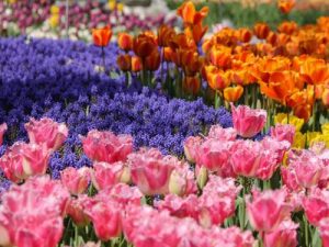 Learn to Garden & Be Inspired! - Gardener's Toolkit - Eden Brothers