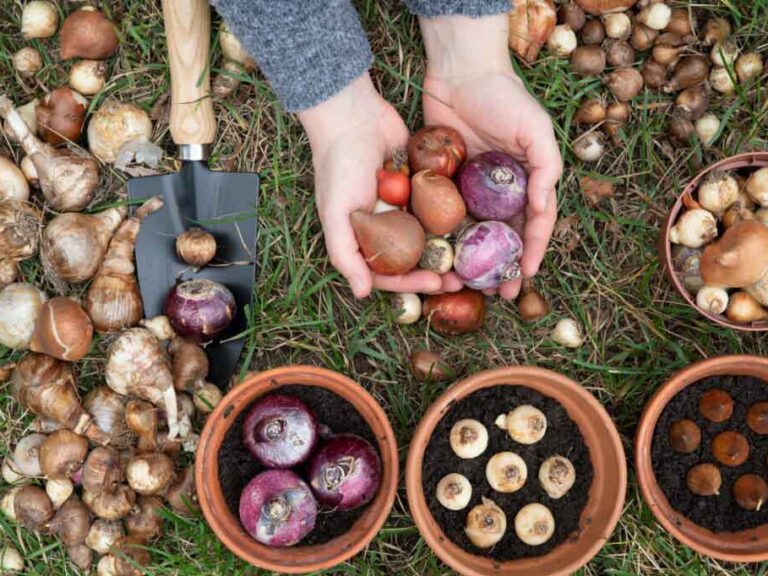 How to Plant Lily Bulbs - Eden Brothers Planting Guides