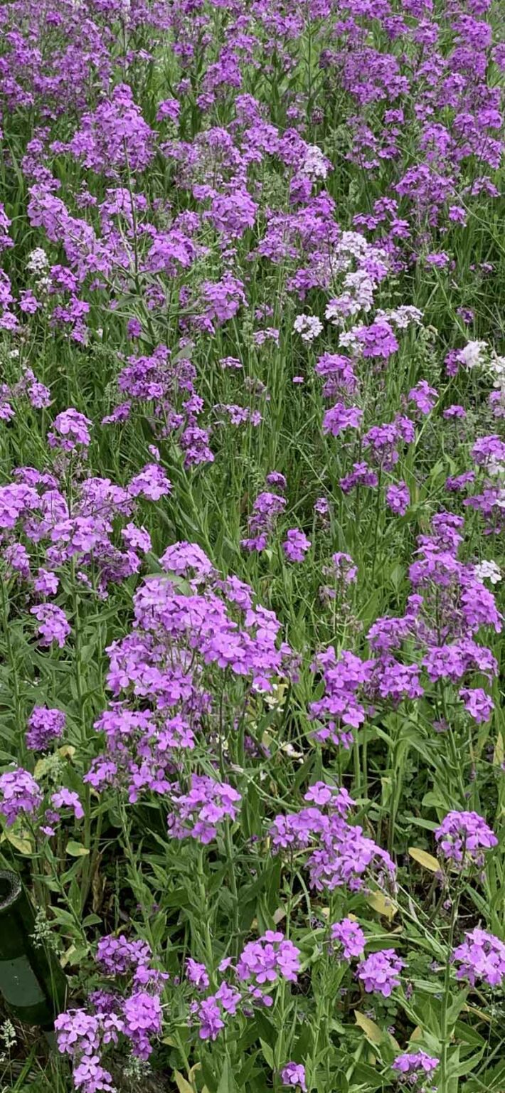 How to Plant Dames Rocket Seeds - Eden Brothers Planting Guides