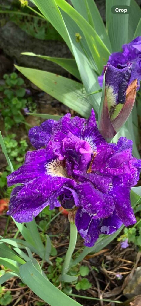 How to Plant Siberian Iris Roots - Eden Brothers Planting Guides