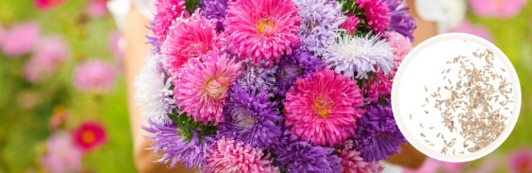 How to Plant Aster Seeds - Eden Brothers Planting Guides