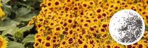 How to Plant Coreopsis Seeds - Eden Brothers Planting Guides