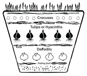 Bulb Layering for Continuous Blooms - Gardener's Toolkit - Eden Brothers