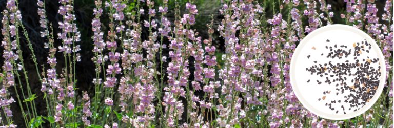 How to Plant Penstemon Seeds - Eden Brothers Planting Guides