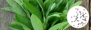 How to Plant Sage Herb Seeds - Eden Brothers Planting Guides