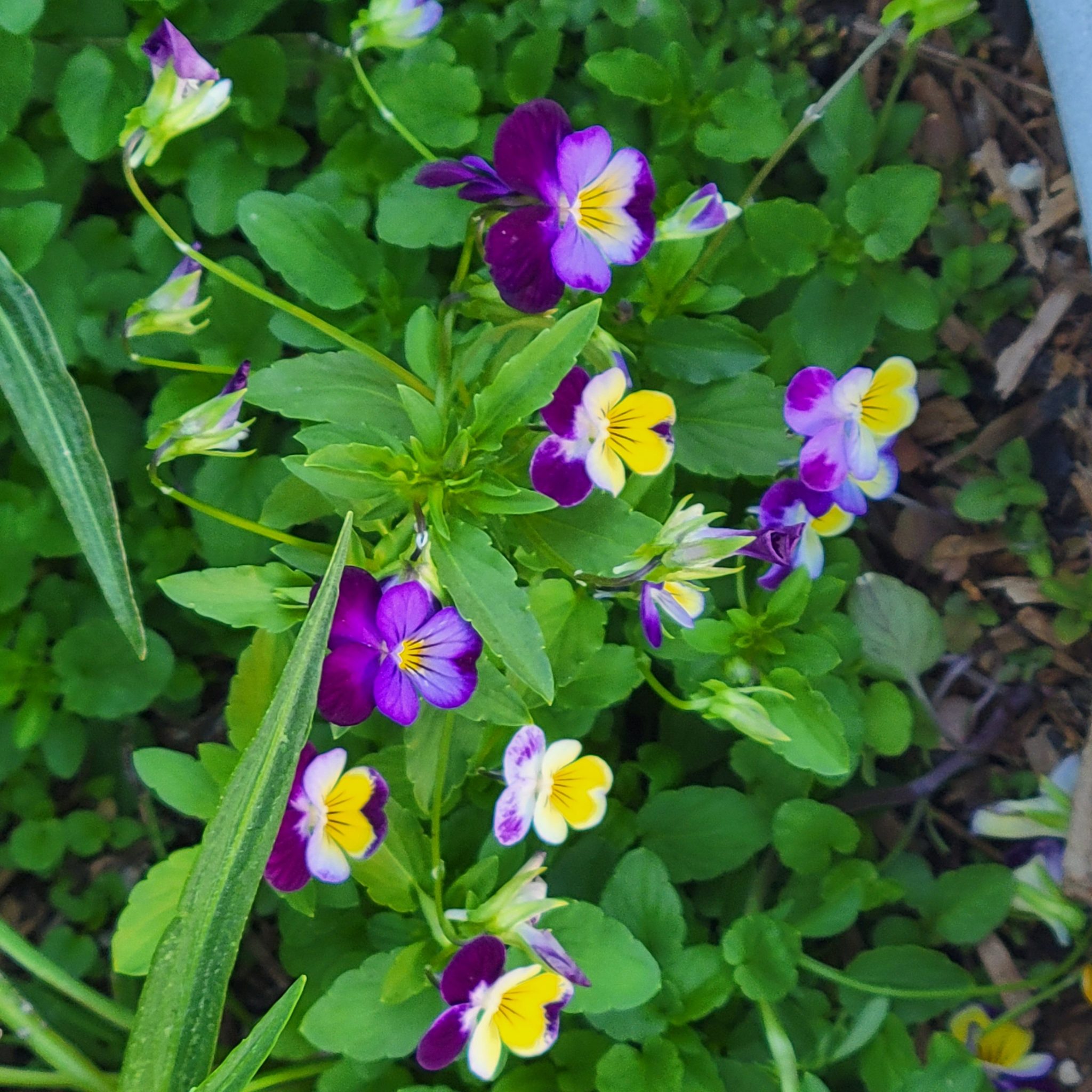 How to Plant Johnny Jump Up Seeds - Eden Brothers Planting Guides