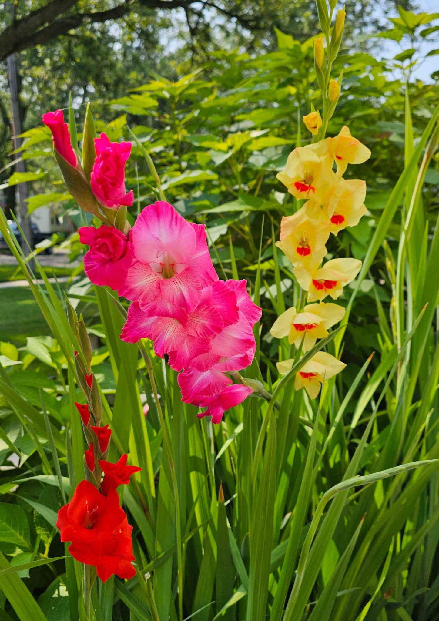 Gladiolus Bulbs - Gardener's Toolkit - Eden Brothers
