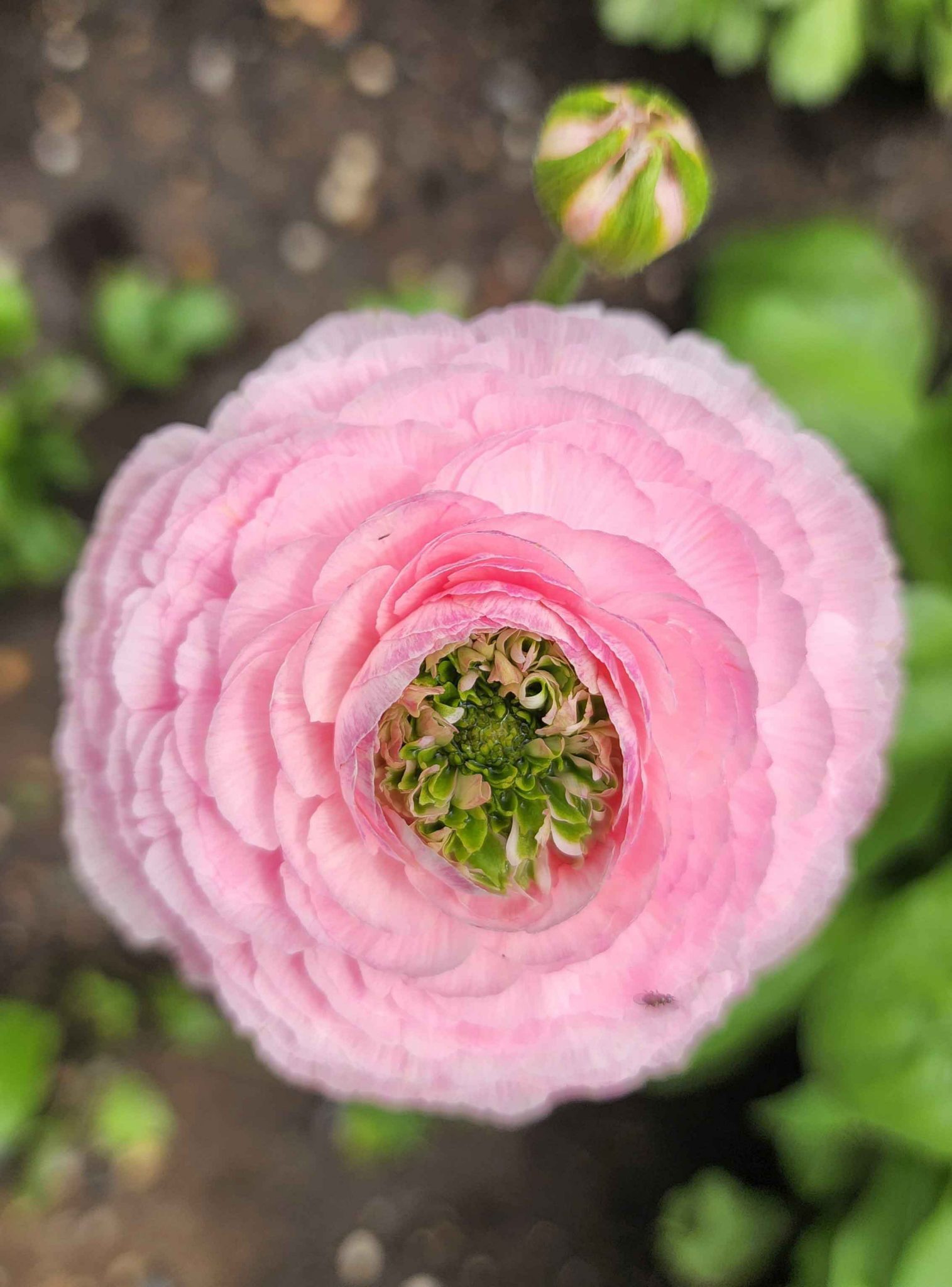 How to Plant Ranunculus Bulbs - Eden Brothers Planting Guides