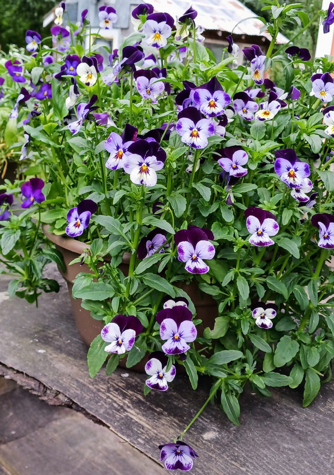 How to Plant Johnny Jump Up Seeds - Eden Brothers Planting Guides