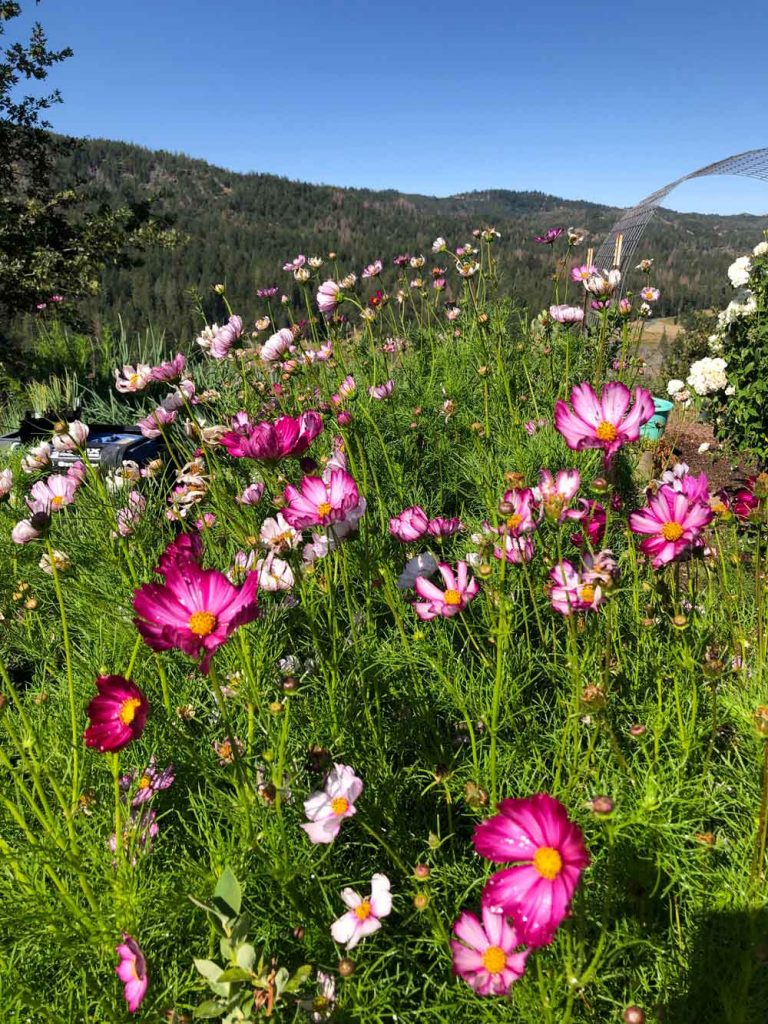 Cosmo garden