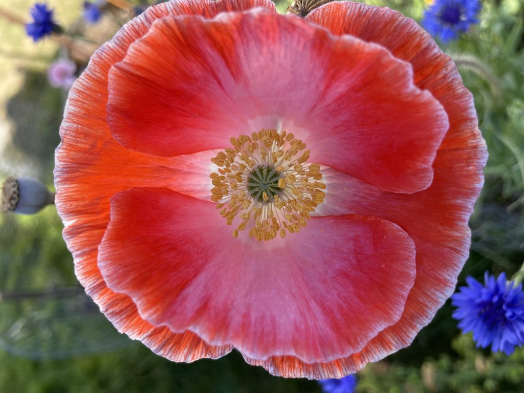 My favorite poppies