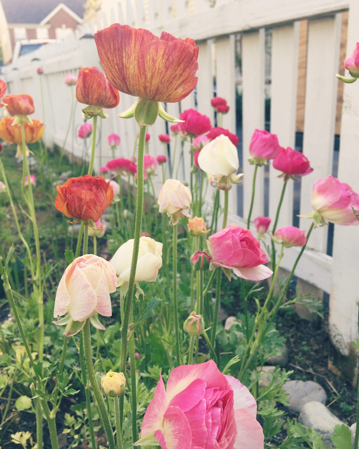 Ranunculus garden