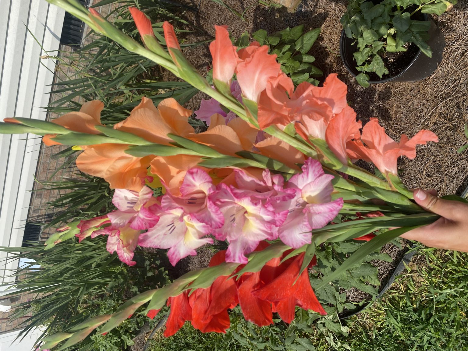 First timer gladiolus