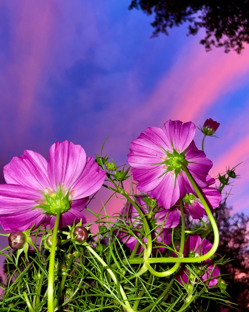 Cosmo and blue skies