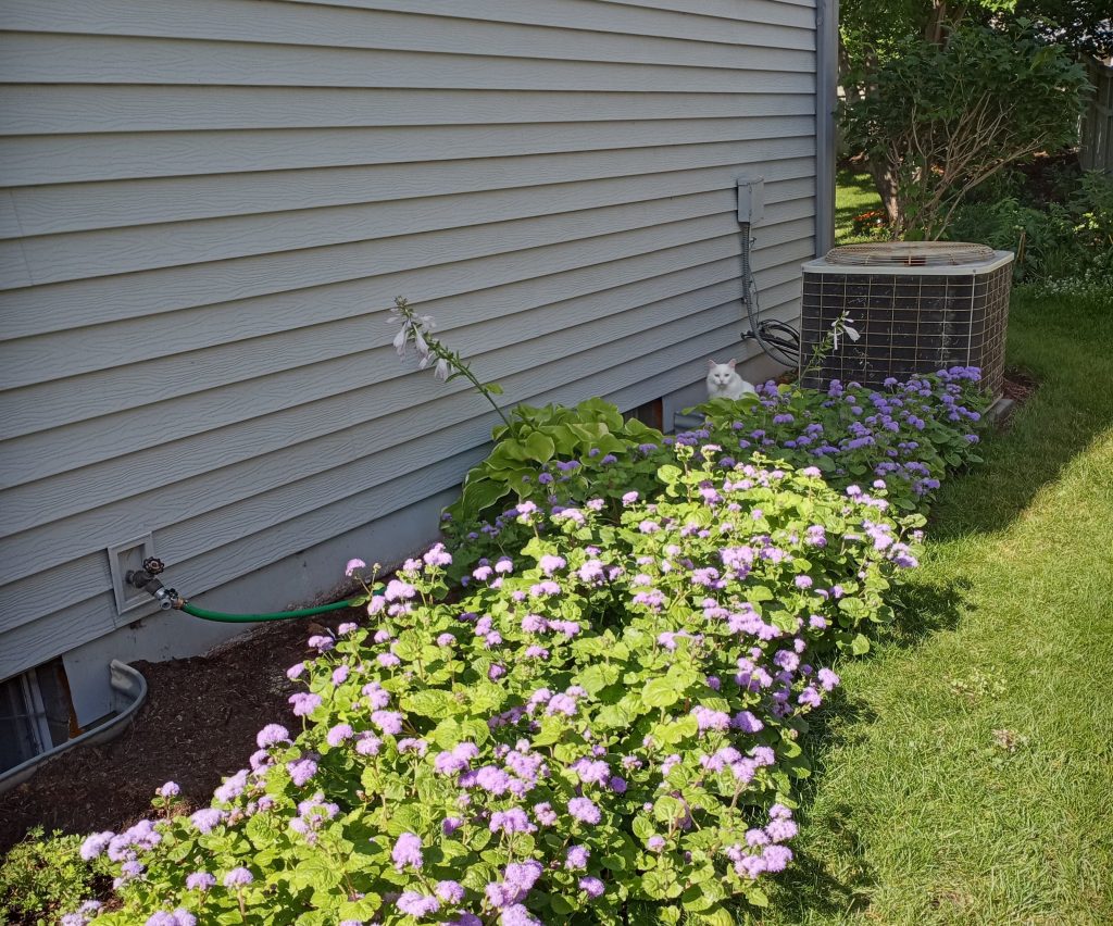 How to Plant Ageratum Seeds - Eden Brothers Planting Guides