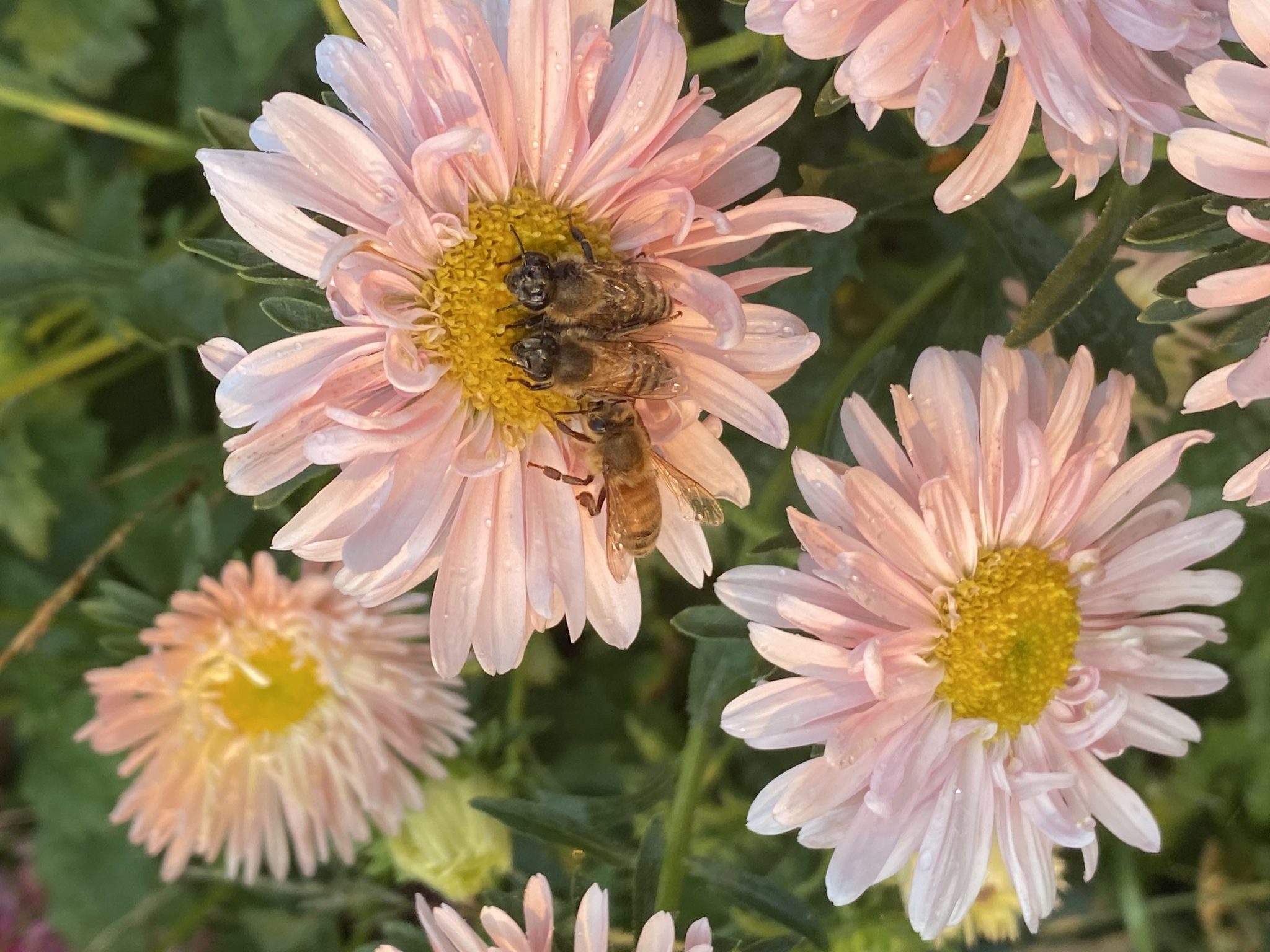 How to Plant Aster Roots - Eden Brothers Planting Guides