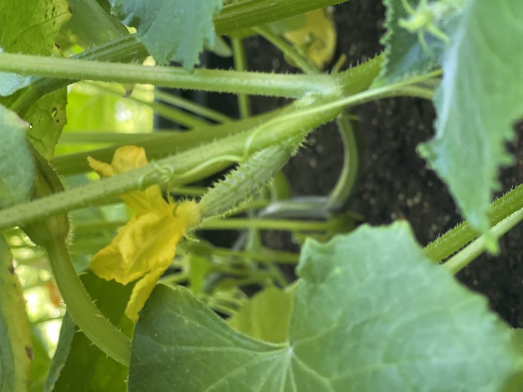 How to Plant and Grow Cucumbers from Seed - Gardener's Toolkit - Eden ...