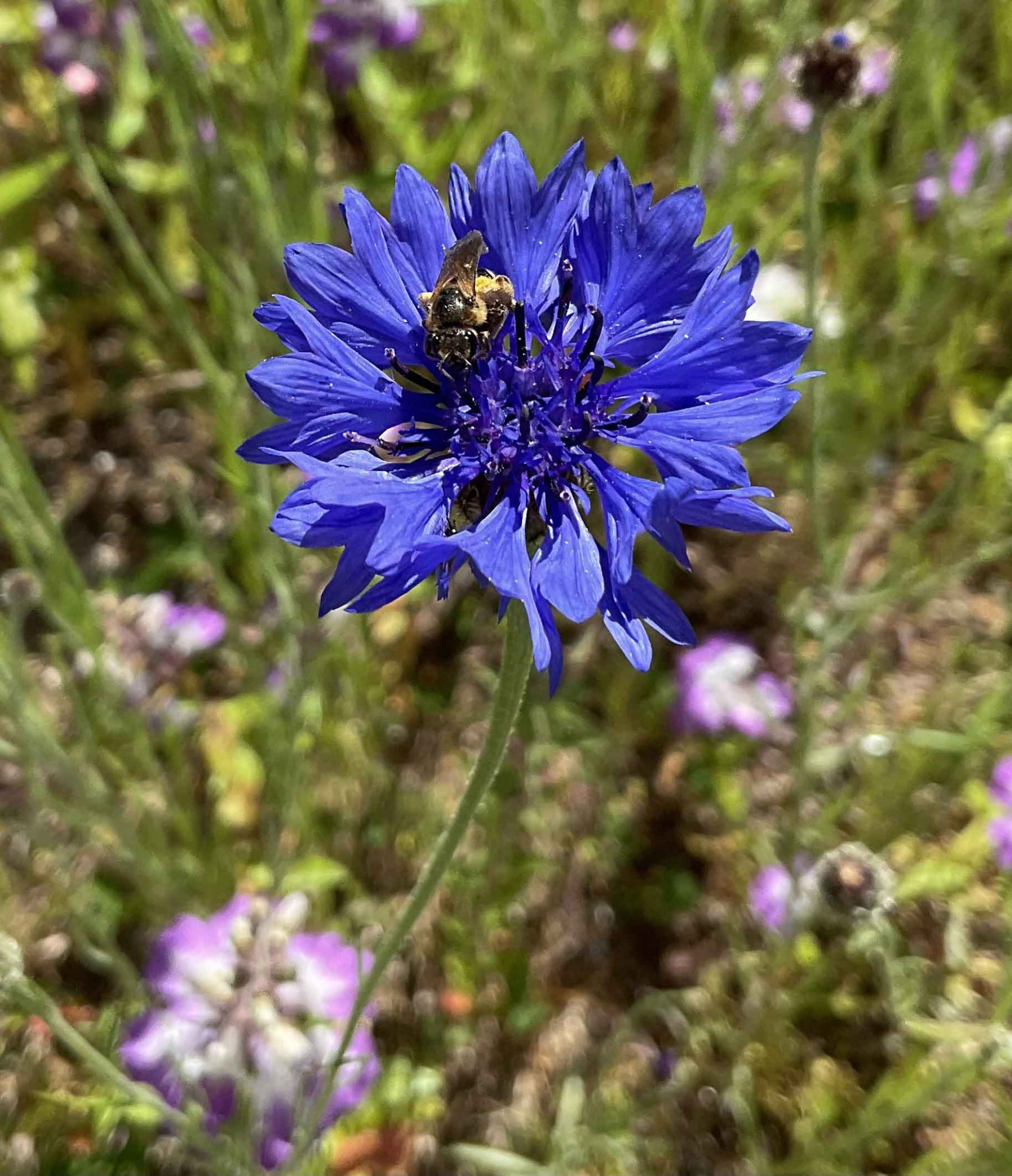 How to Plant Cornflower Seeds - Eden Brothers Planting Guides