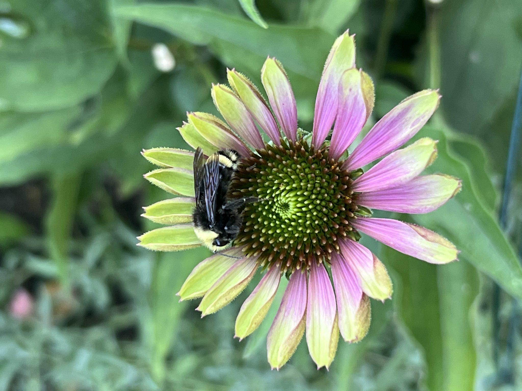 How to Plant Echinacea Roots - Eden Brothers Planting Guides