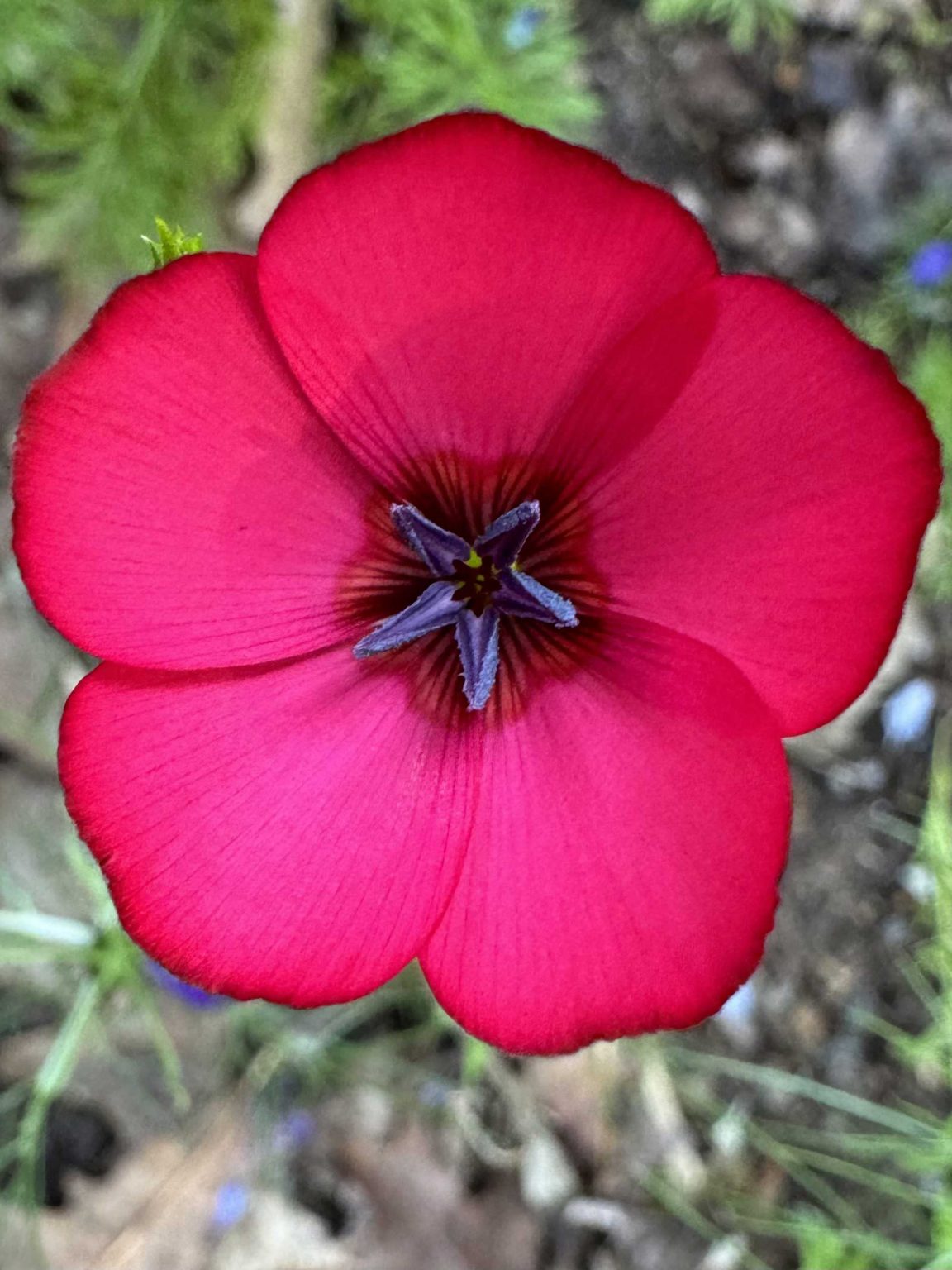 How to Plant Flax Seeds - Eden Brothers Planting Guides
