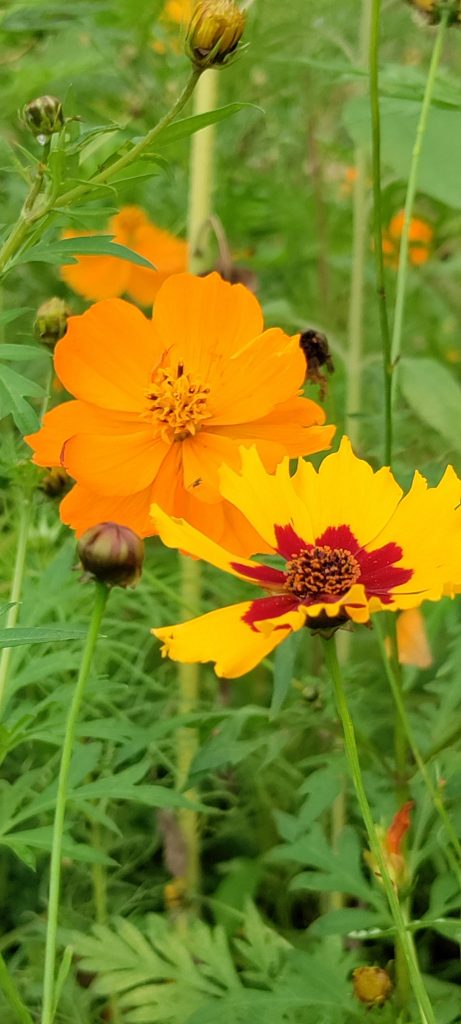 How to Plant Coreopsis Seeds - Eden Brothers Planting Guides