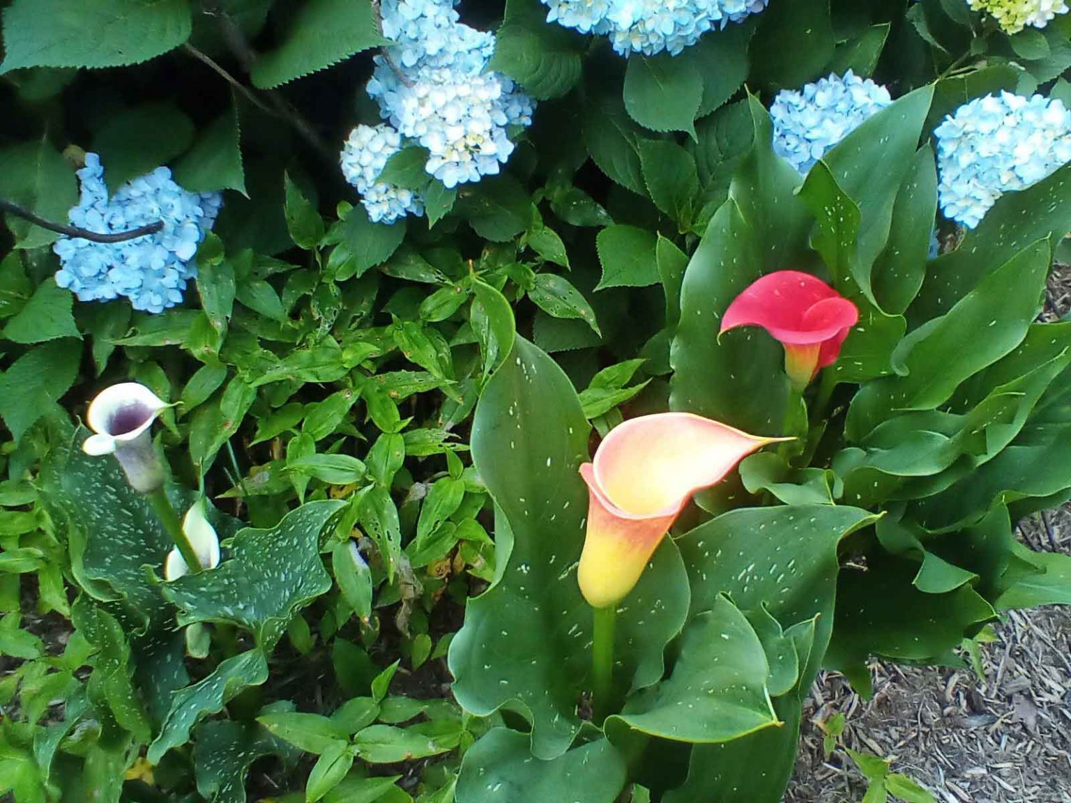 How to Plant Calla Lily Bulbs - Eden Brothers Planting Guides