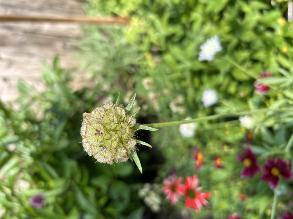 Starflower