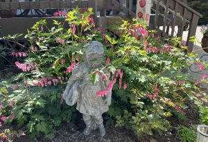 How to Plant Bleeding Heart Roots - Eden Brothers Planting Guides
