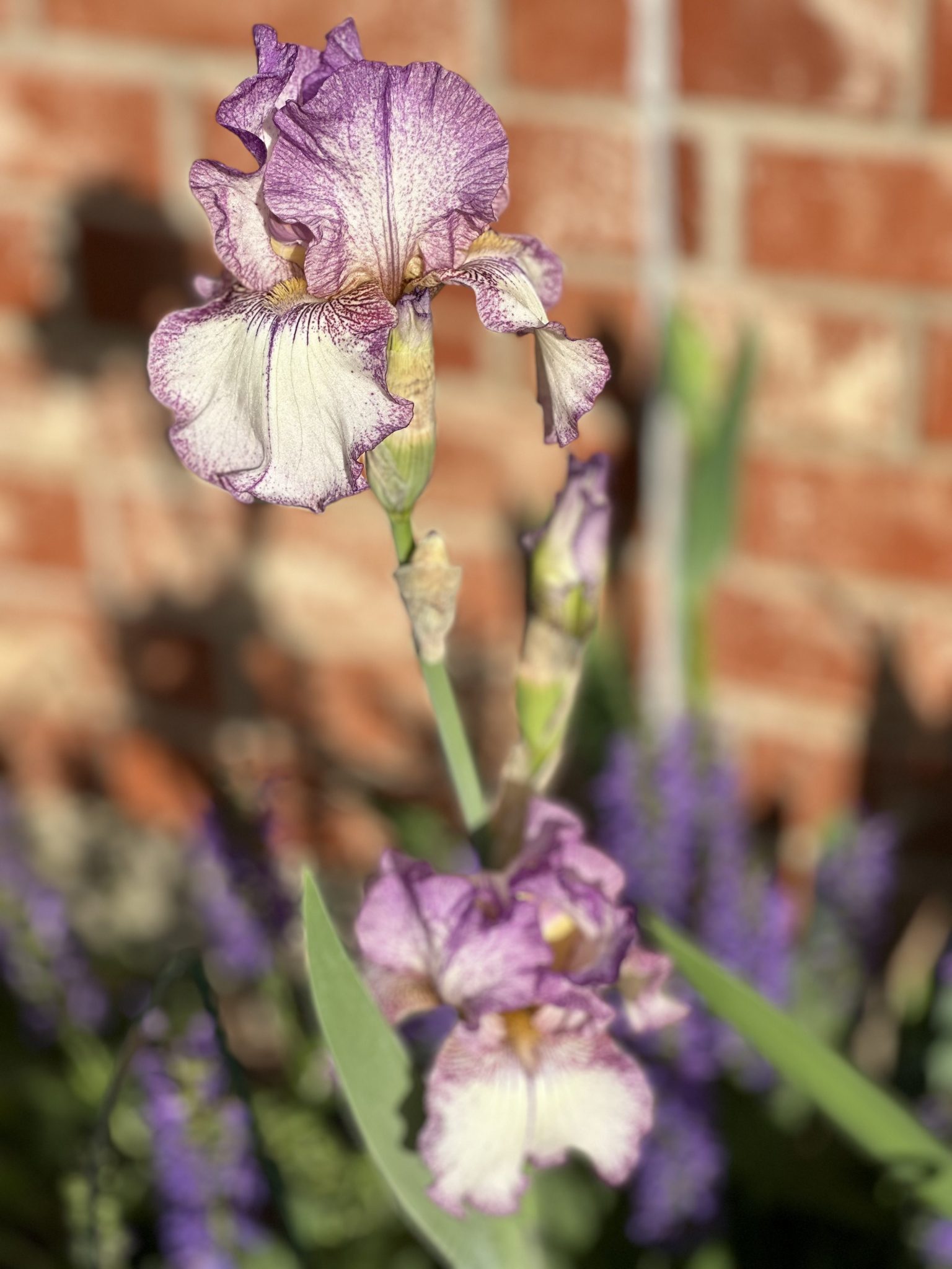 How to Plant Bearded Iris Rhizomes - Eden Brothers Planting Guides