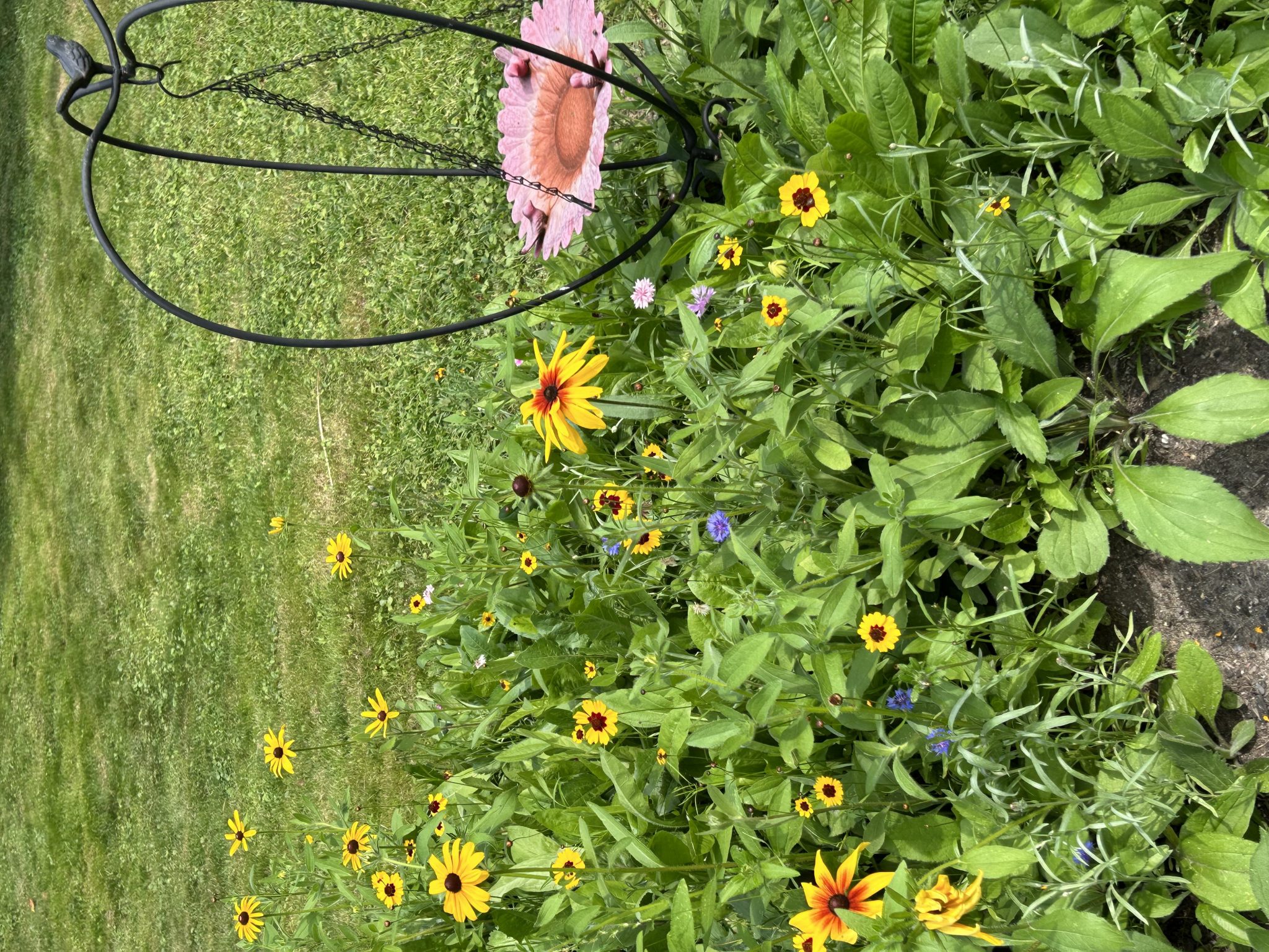 How to Plant Coreopsis Seeds - Eden Brothers Planting Guides