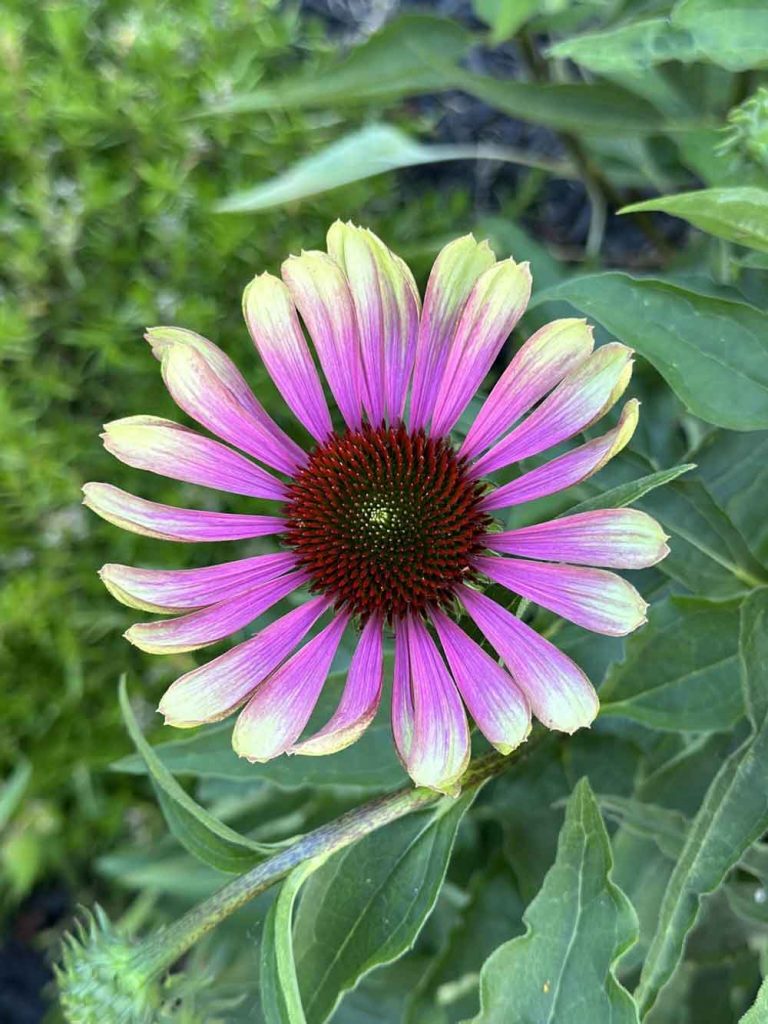 How to Plant Echinacea Roots - Eden Brothers Planting Guides