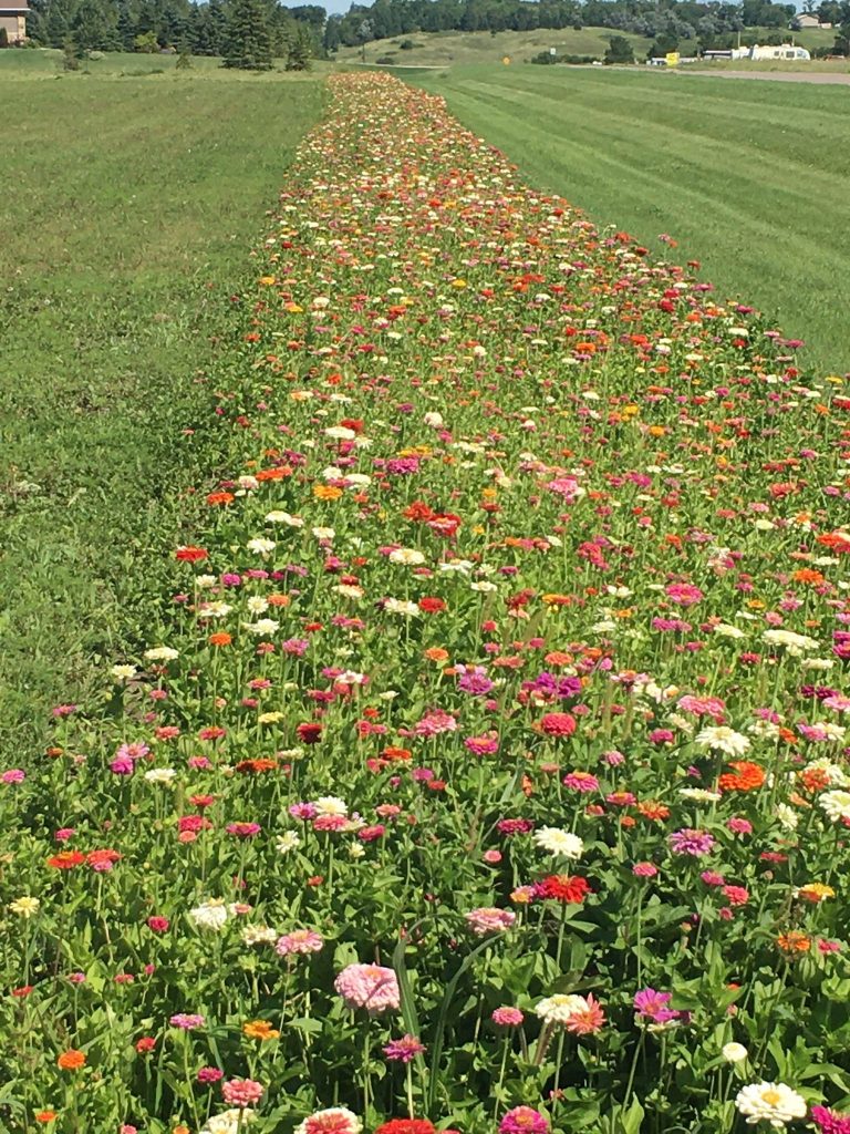 Pathway of Zinnias