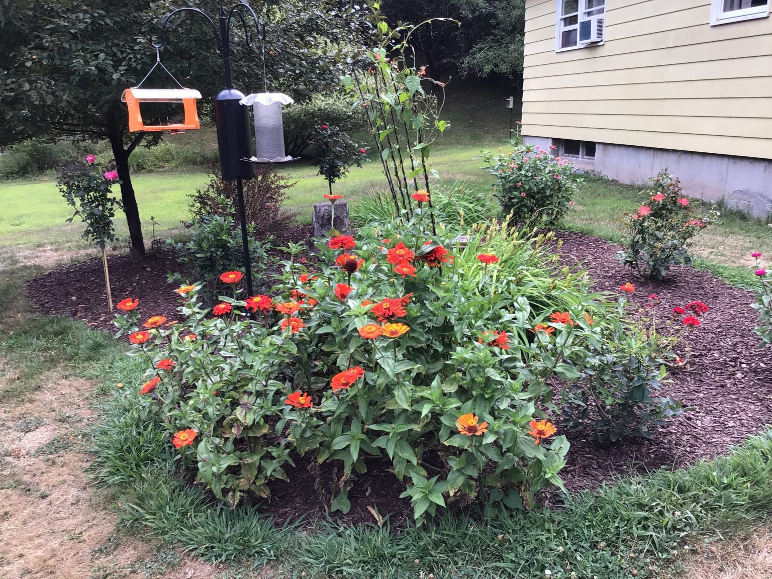 How to Plant Aster Roots - Eden Brothers Planting Guides