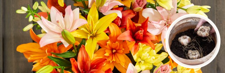 How to Plant Lily Bulbs - Eden Brothers Planting Guides