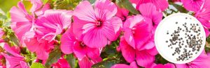 Rose Mallow Seeds - Gardener's Toolkit - Eden Brothers