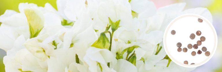 How to Plant Sweet Pea Seeds - Eden Brothers Planting Guides