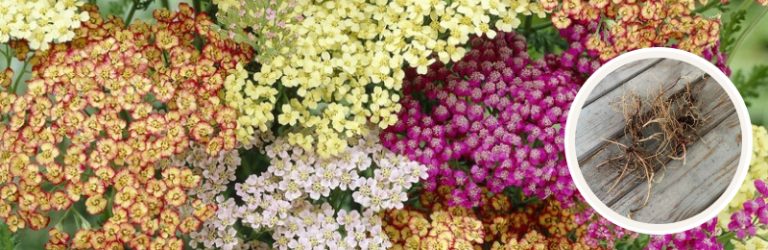 How to Plant Yarrow Roots - Eden Brothers Planting Guides