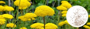 How to Plant Yarrow Seeds - Eden Brothers Planting Guides