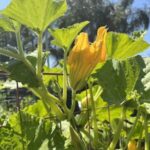 Pumpkin Pollination - Gardener's Toolkit - Eden Brothers