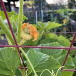 Pumpkin Pollination - Gardener's Toolkit - Eden Brothers