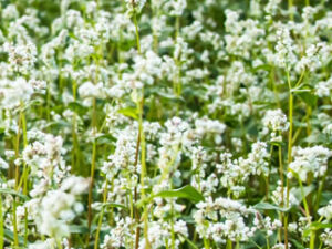 How to Plant Buckwheat Seeds - Eden Brothers Planting Guides