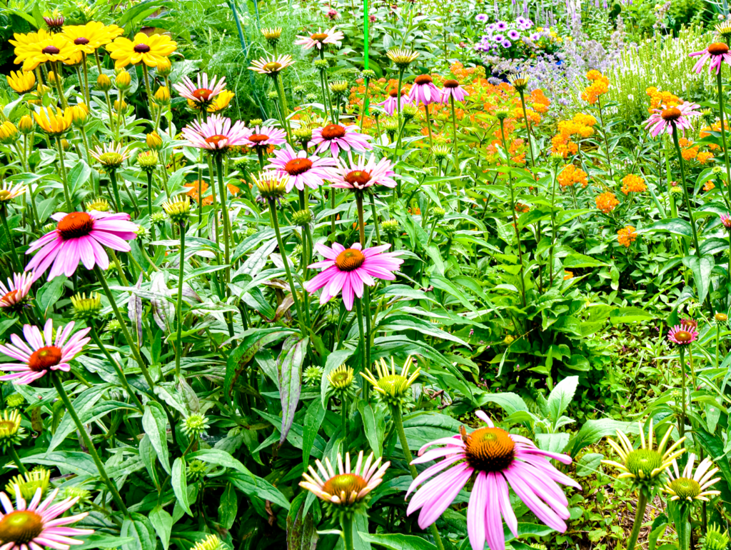 What It Means to Be a Native Wildflower - Gardener's Toolkit - Eden ...