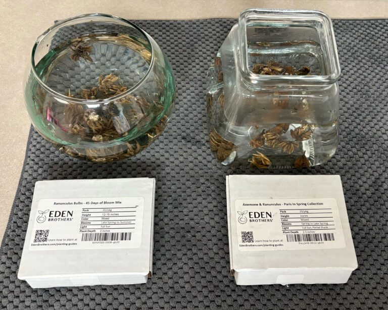 Ranunculus Magic: How to Grow Romantic, Ruffled Blooms - Gardener's ...