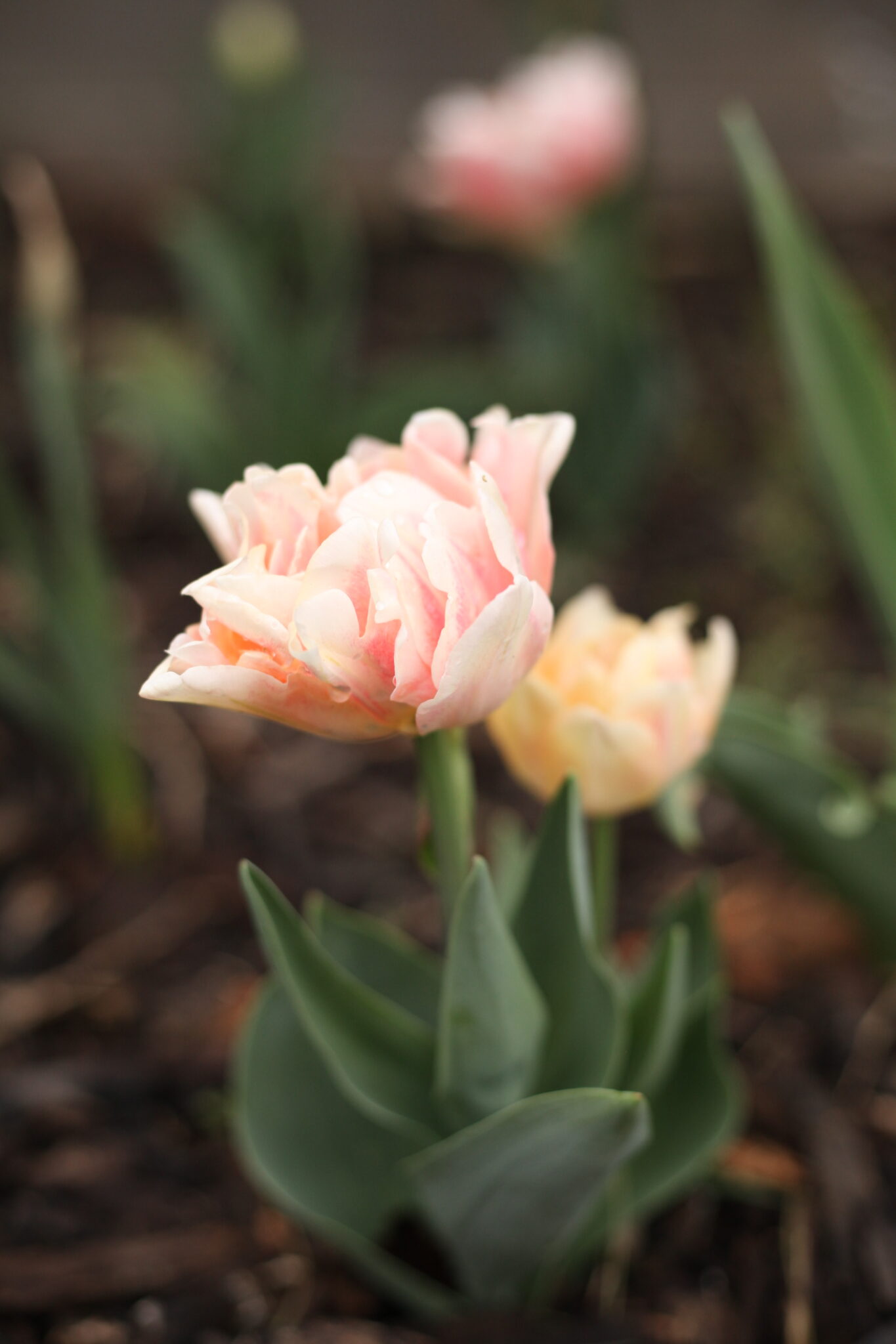 How to Plant Tulip Bulbs - Eden Brothers Planting Guides