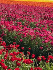 Ranunculus Magic: How to Grow Romantic, Ruffled Blooms - Gardener's ...