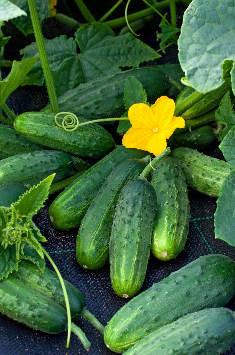 Gardening in Zone 8 - Gardener's Toolkit - Eden Brothers