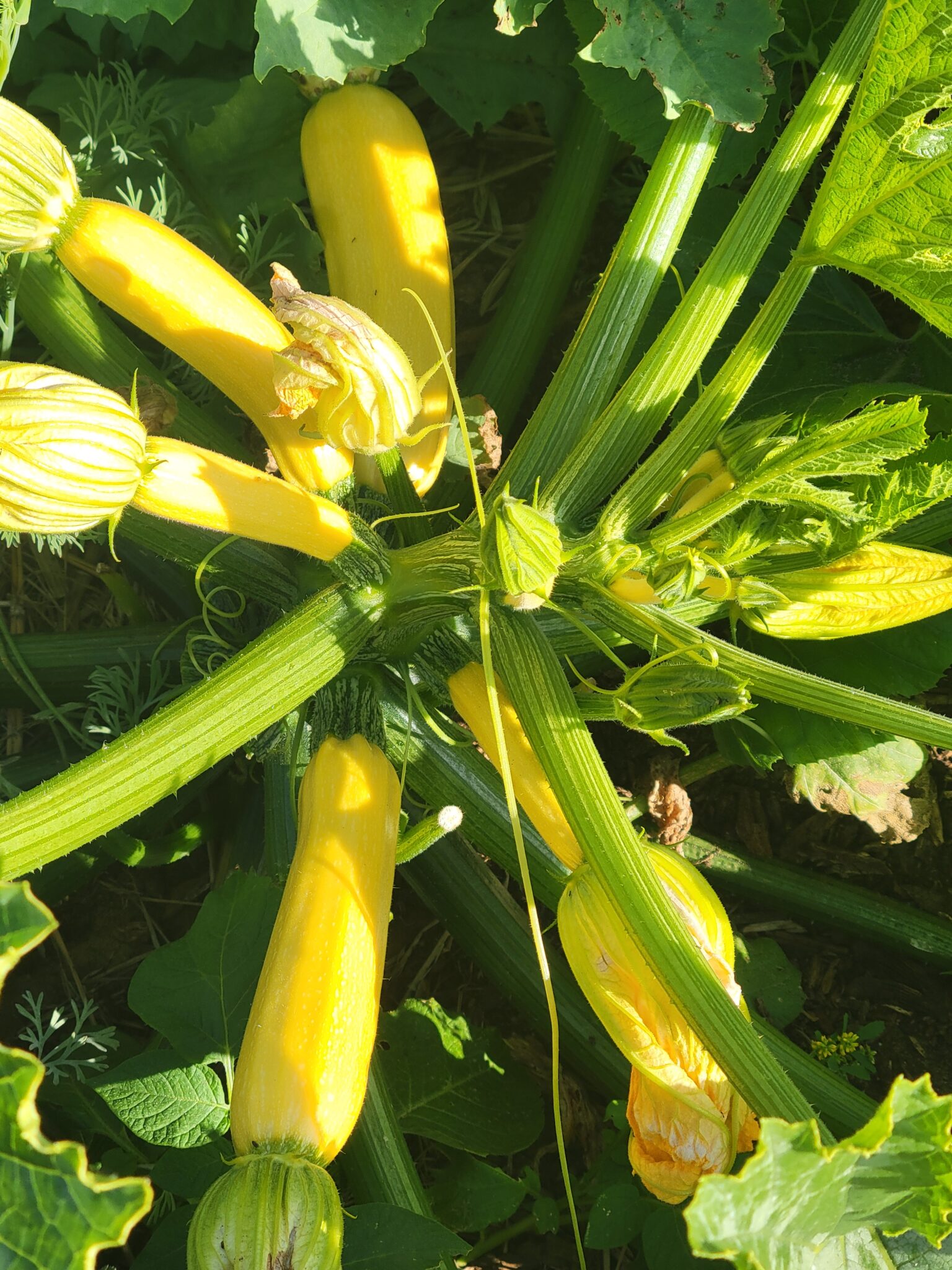 How to Plant Squash Seeds - Eden Brothers Planting Guides