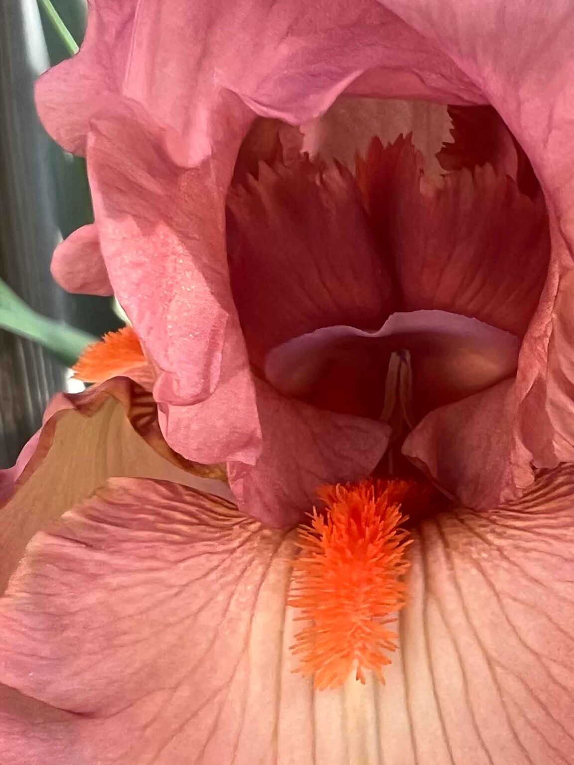 How to Plant Dutch Iris Bulbs - Eden Brothers Planting Guides