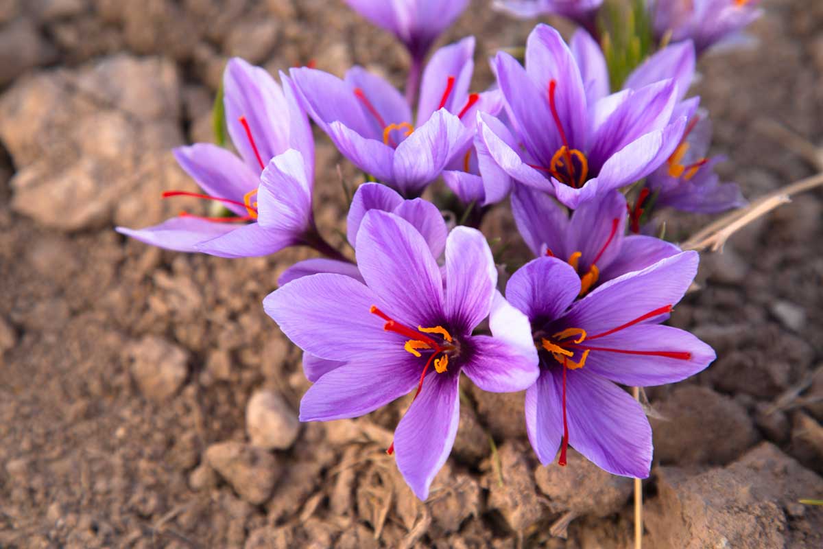 The Magic of Saffron Crocus - Gardener's Toolkit - Eden Brothers